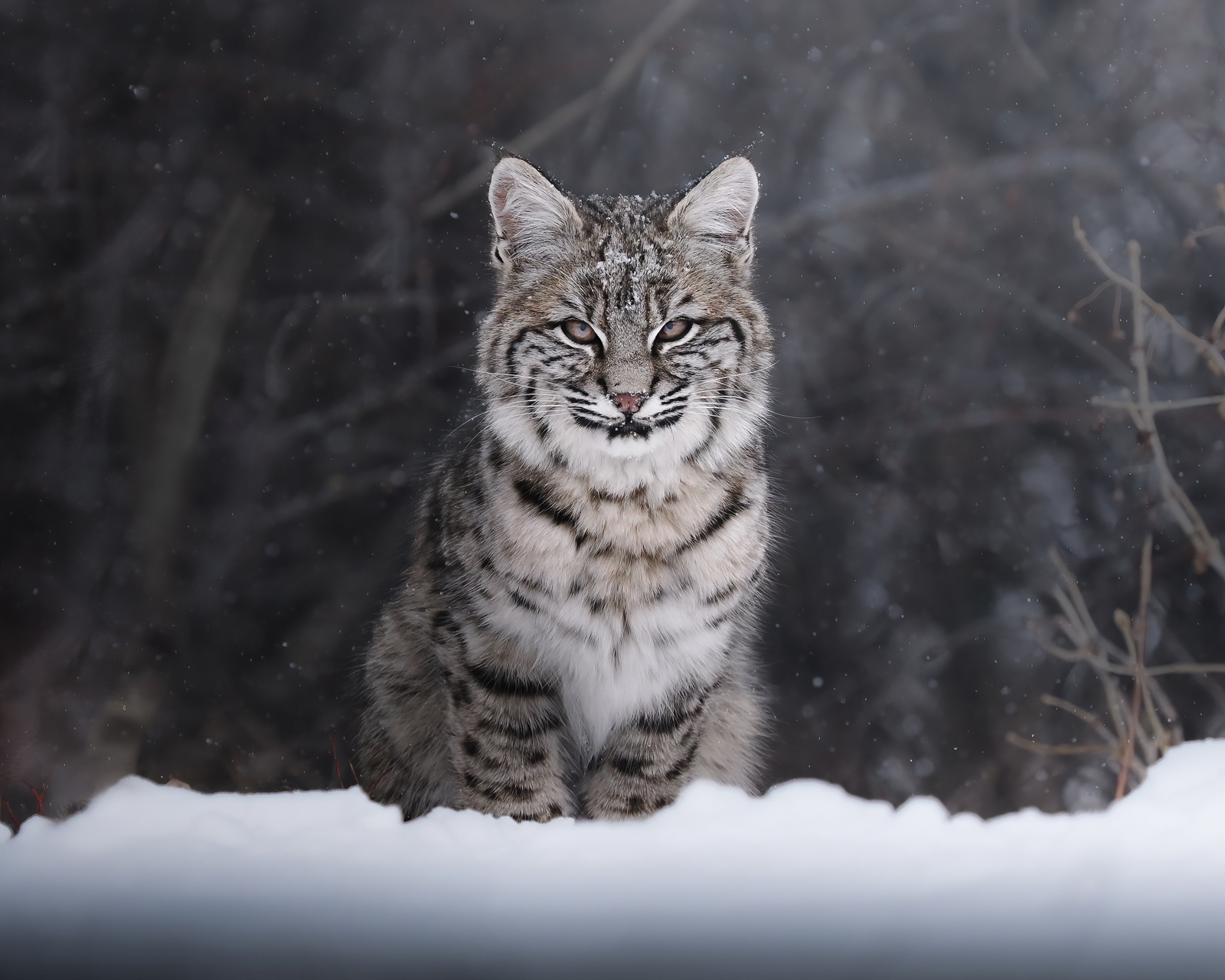 9 Tips For Photographing Wildlife In Winter | PetaPixel