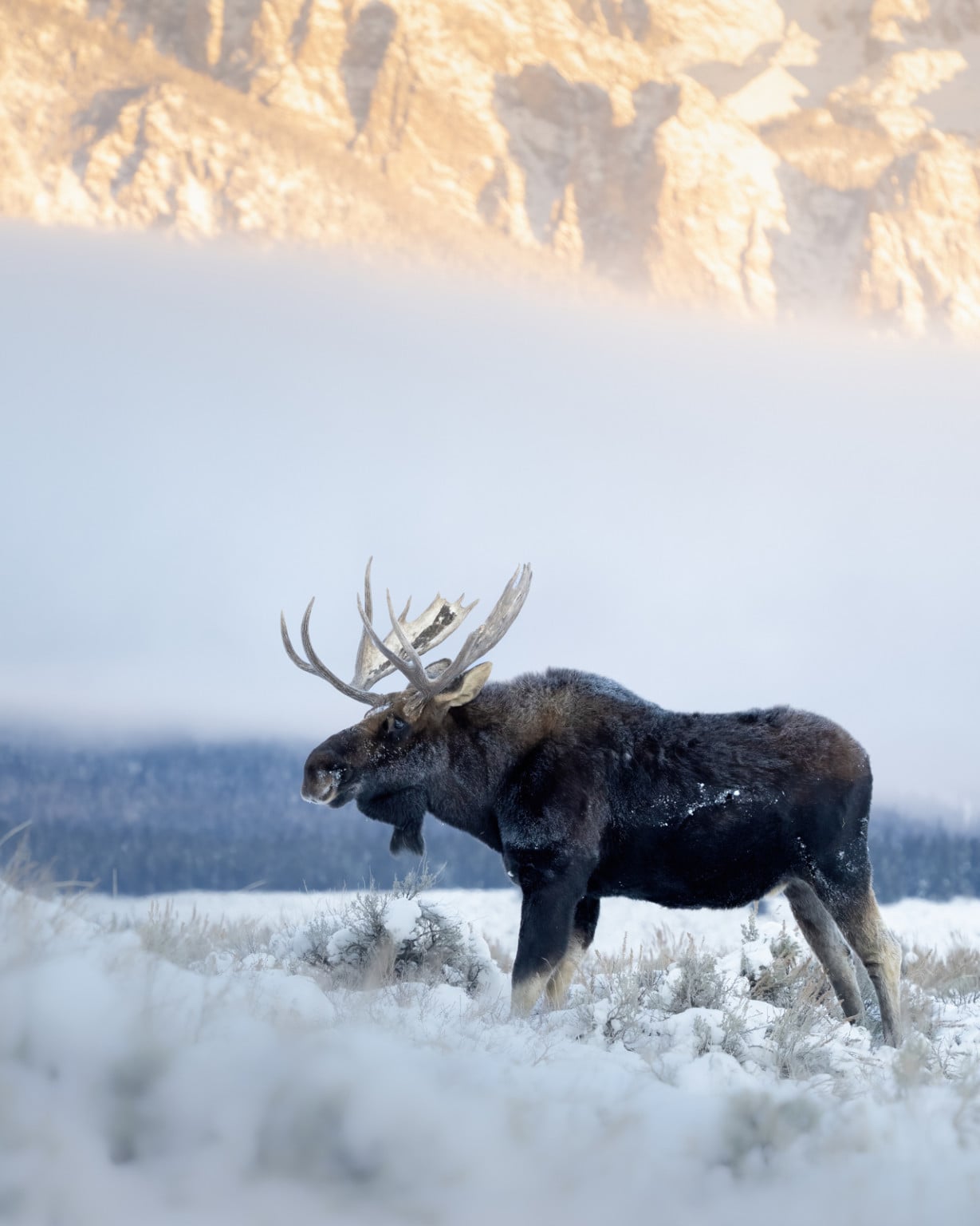 Ethical Wildlife Photography: A Field Guide to Photographing Animals ...