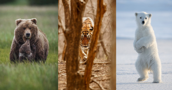 The Winners of PetaPixel’s Wild Personalities Photo Contest | PetaPixel