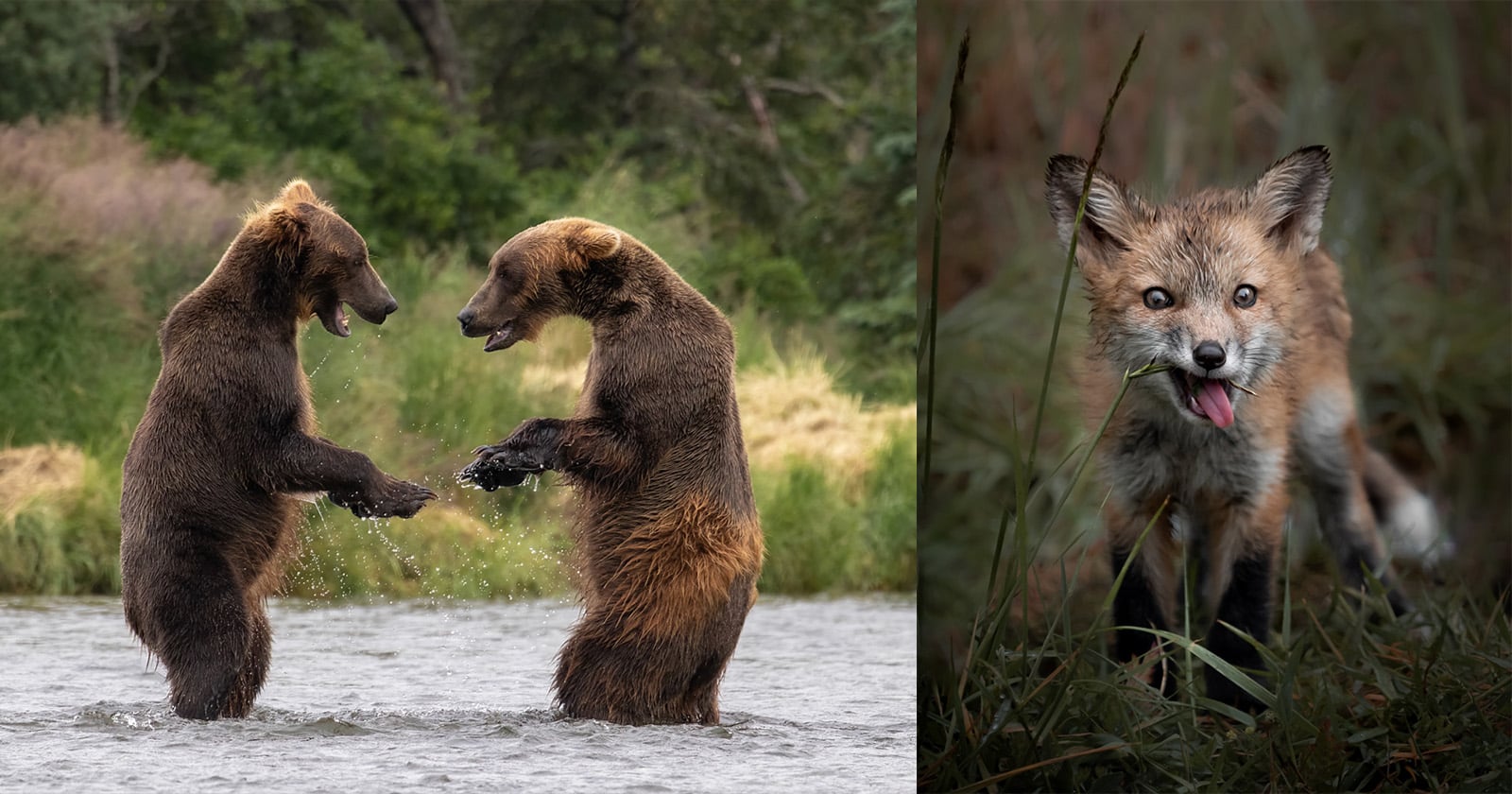 The Winners of PetaPixel’s Wild Personalities Photo Contest | PetaPixel