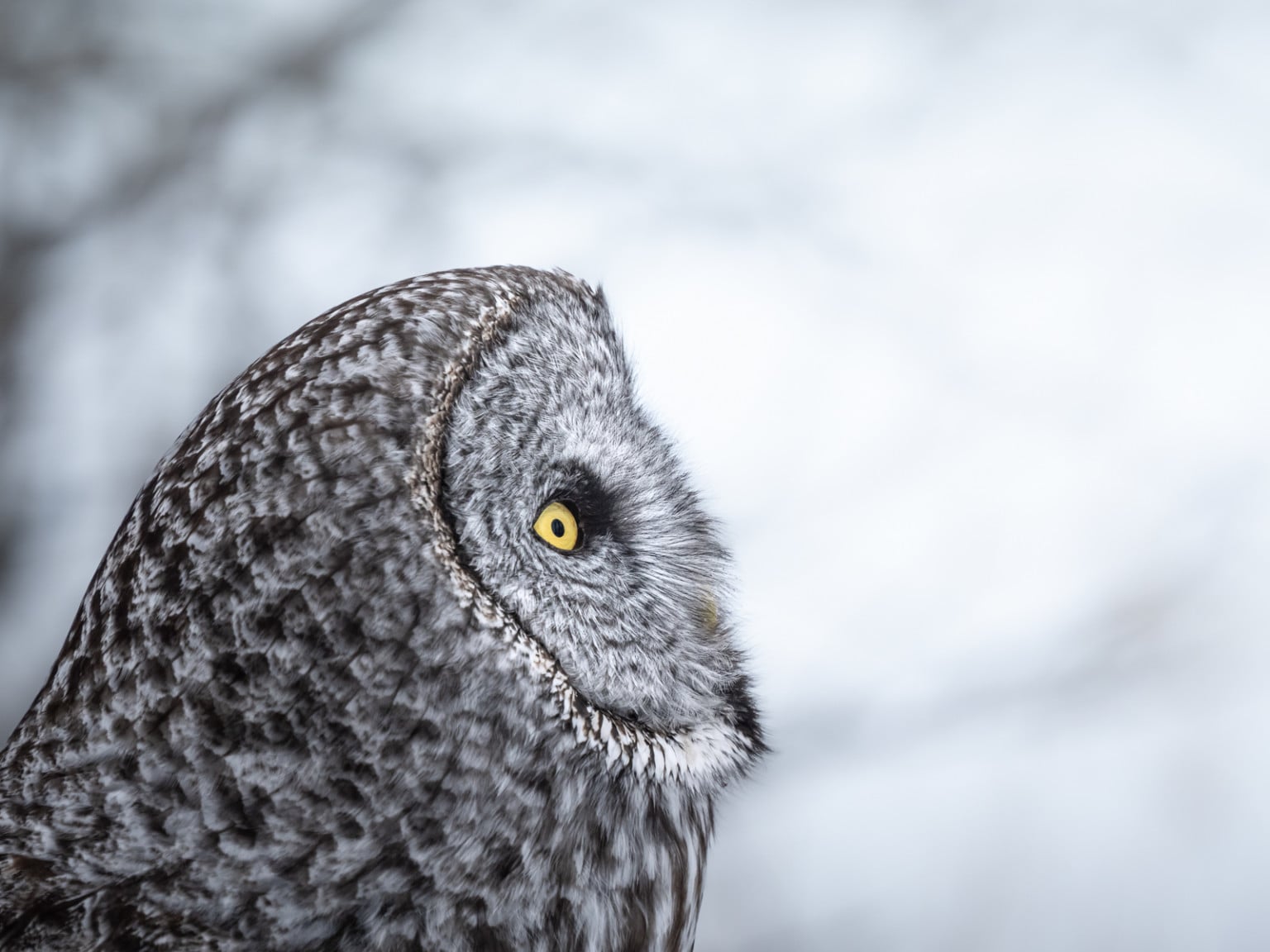 Ethical Wildlife Photography: A Field Guide to Photographing Animals ...