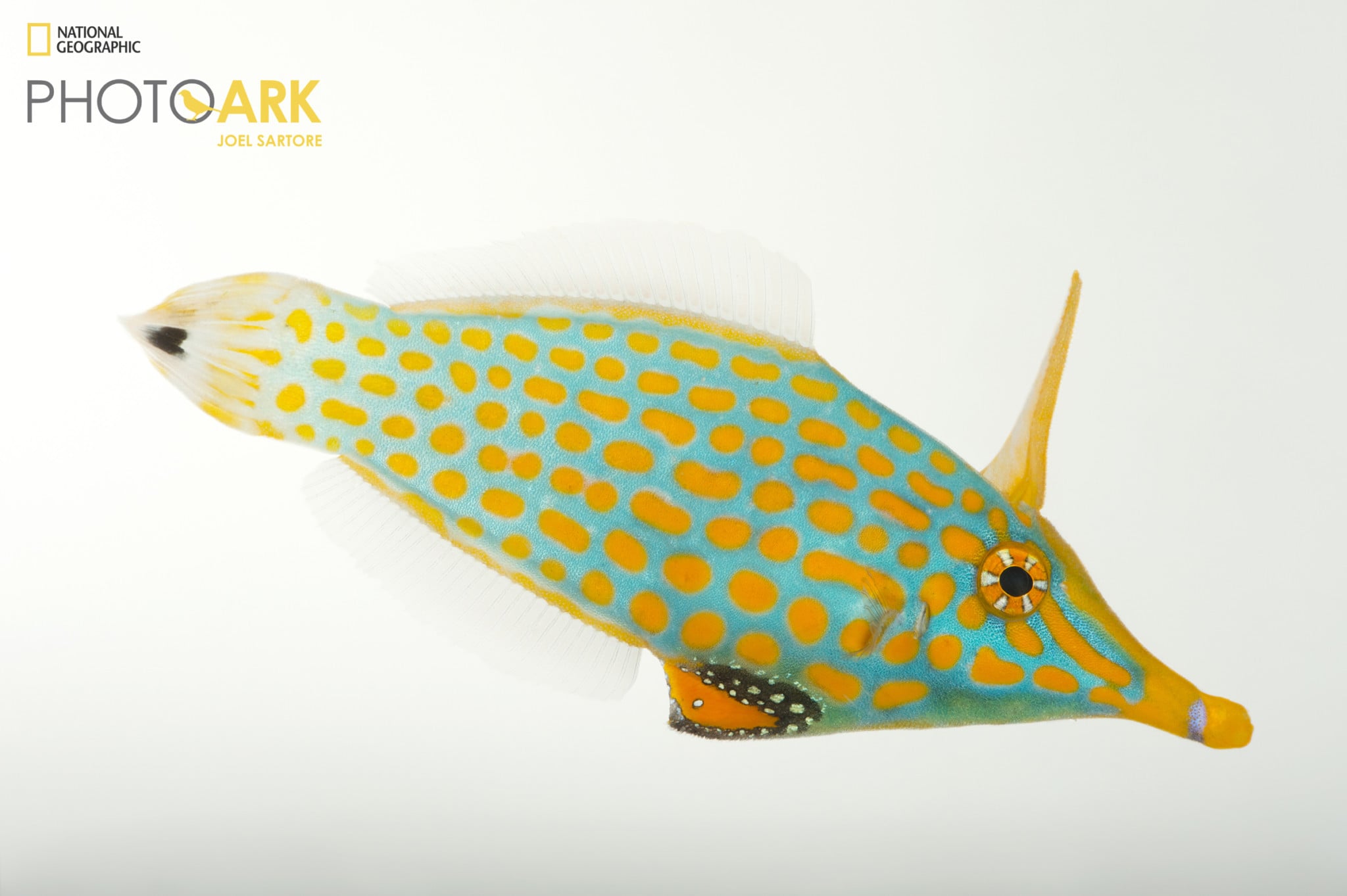 Photo Ark: A Photographer's Mission to Capture 20,000 Animal Species ...