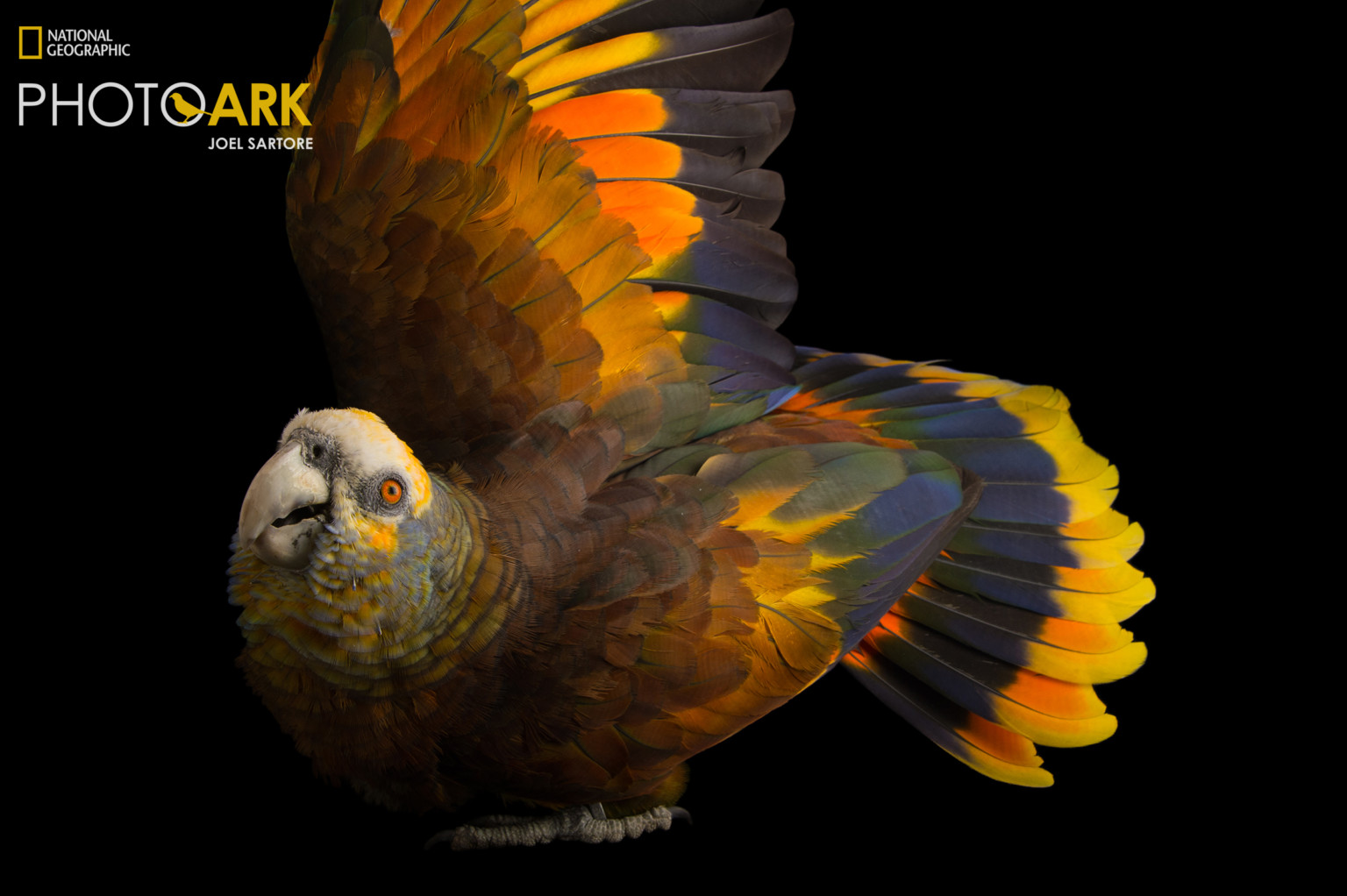 Photo Ark: A Photographer's Mission to Capture 20,000 Animal Species ...