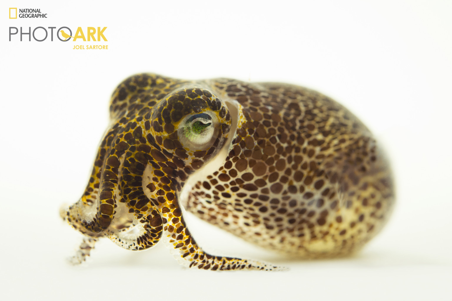 Photo Ark: A Photographer's Mission to Capture 20,000 Animal Species ...