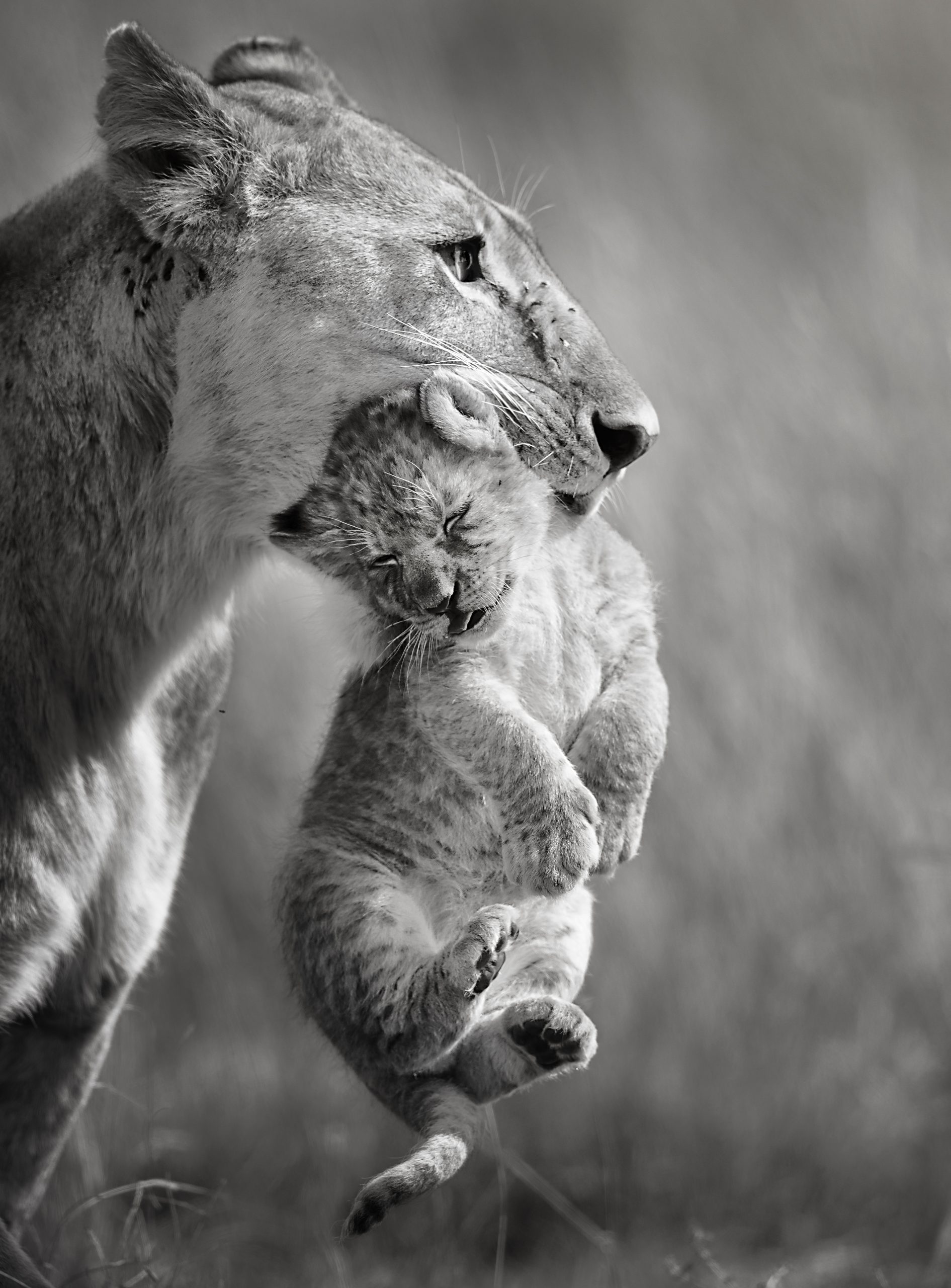 Real Life Lion King: Winners of Maasai Mara Photo Competition Revealed ...