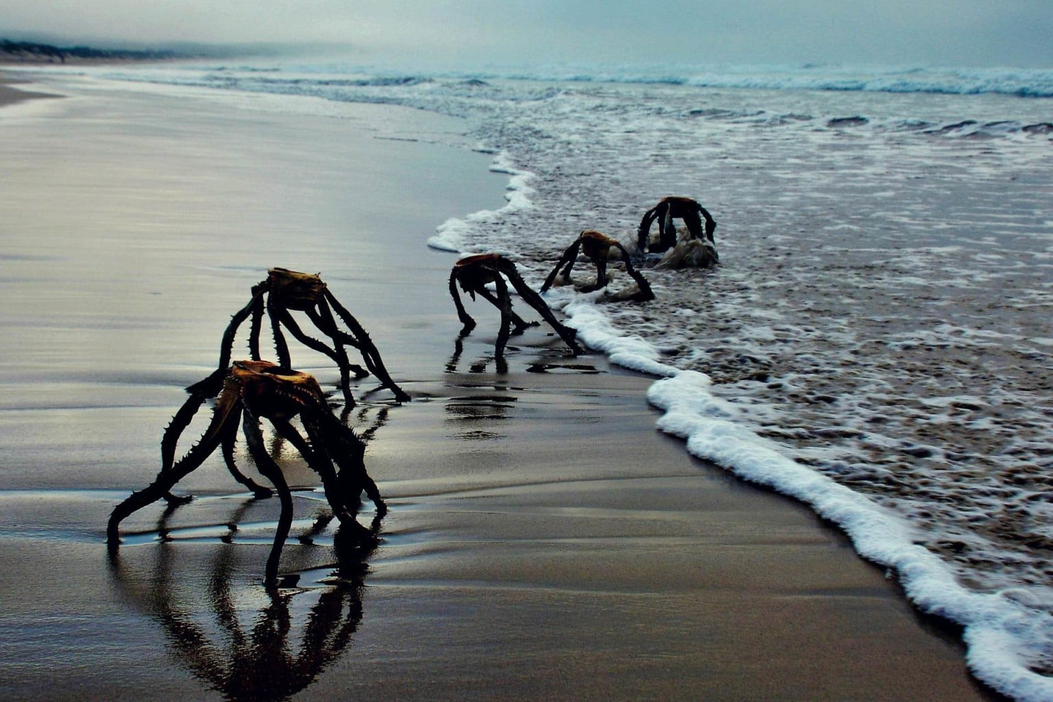 Photos of 'Aliens' Emerging from the Sea Sparks Panic | PetaPixel