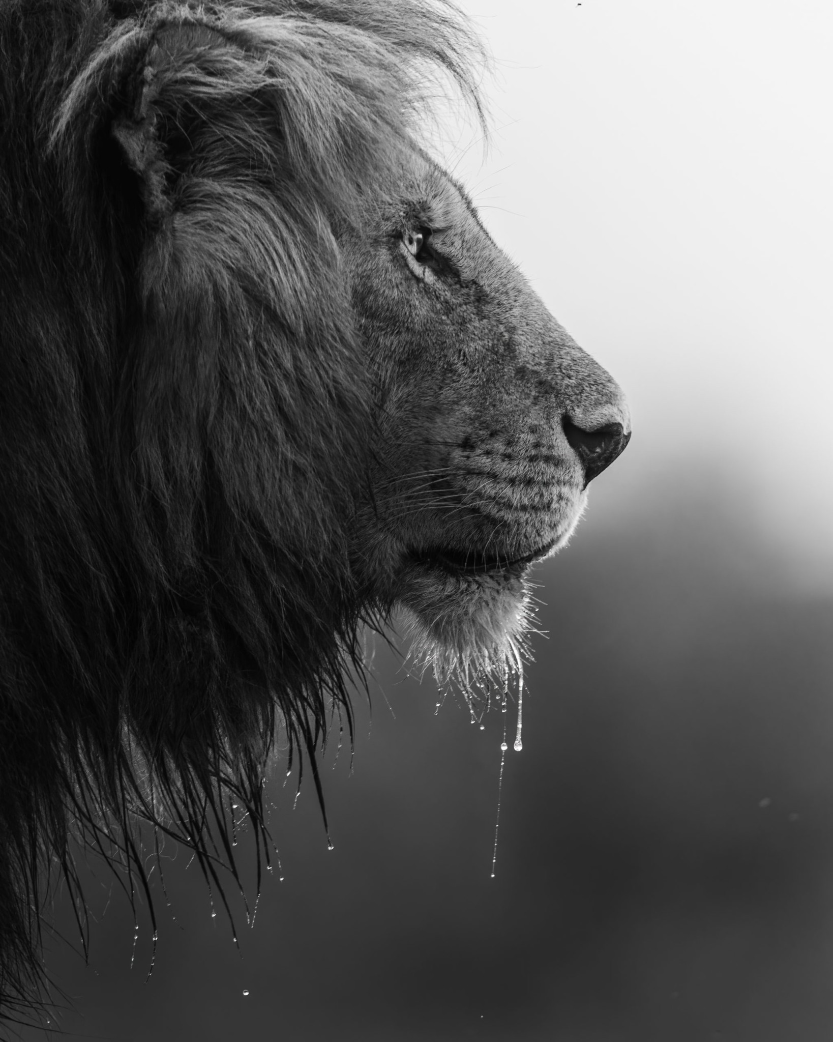 Real Life Lion King: Winners of Maasai Mara Photo Competition Revealed ...