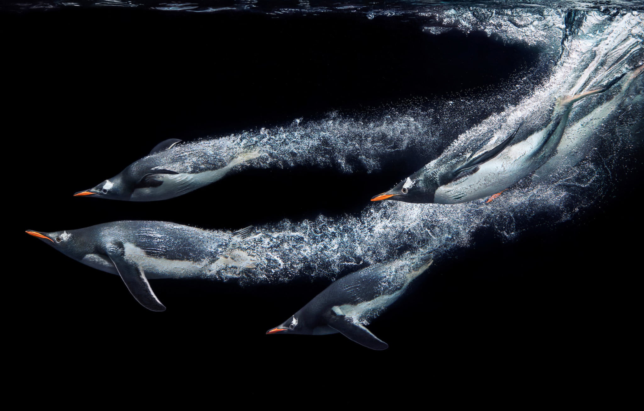 Stunning Nature Photos On Sale To Raise Money For Wildlife Protection