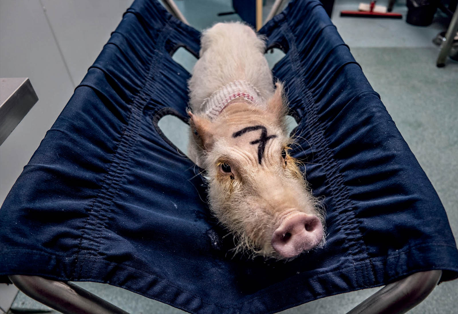 Photographer Exposes Animal Abuse and Suffering Worldwide | PetaPixel