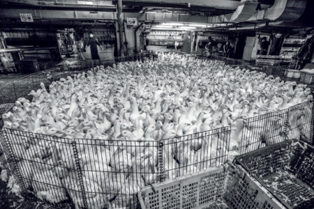 Photographer Exposes Animal Abuse and Suffering Worldwide | PetaPixel