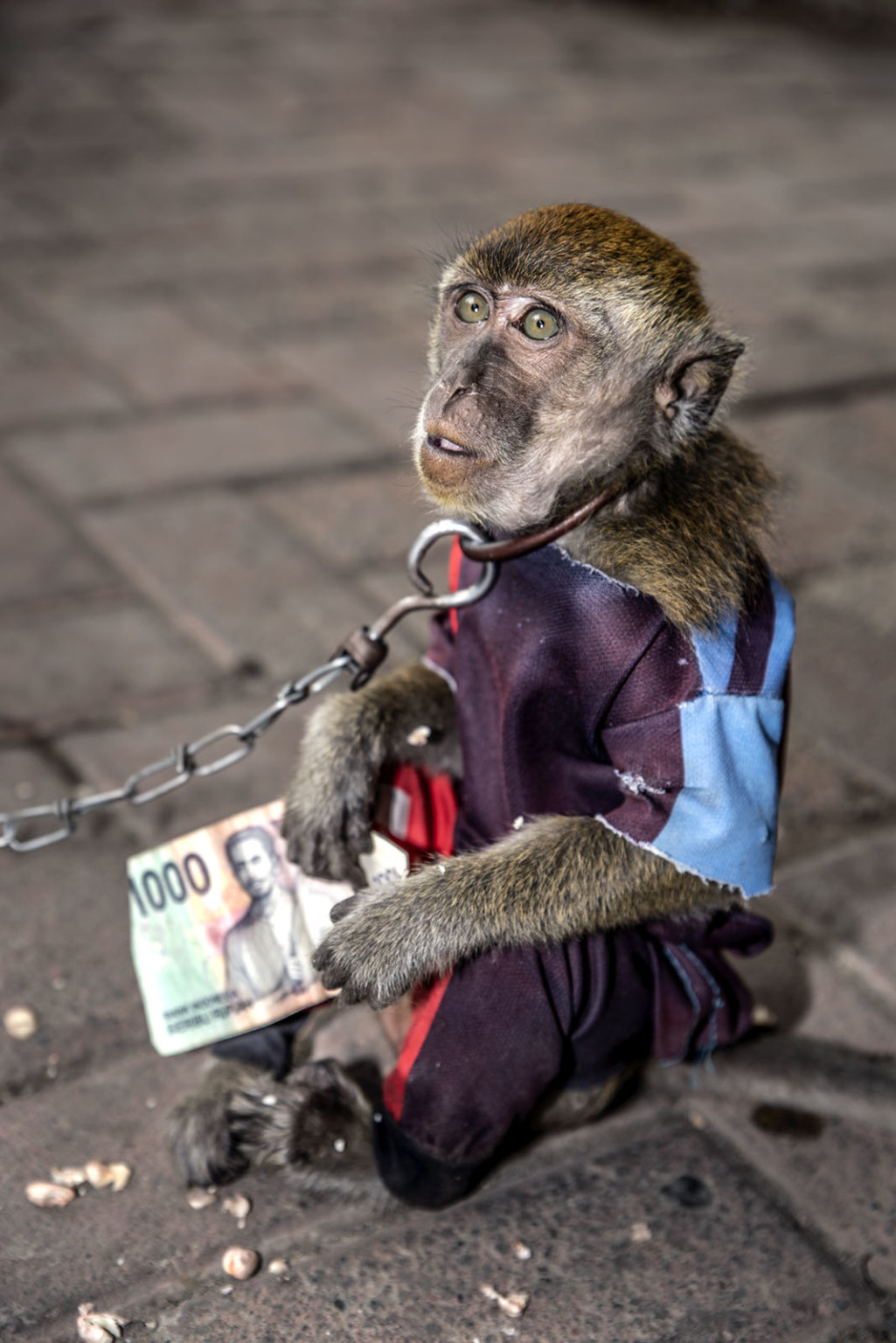 Photographer Exposes Animal Abuse and Suffering Worldwide | PetaPixel