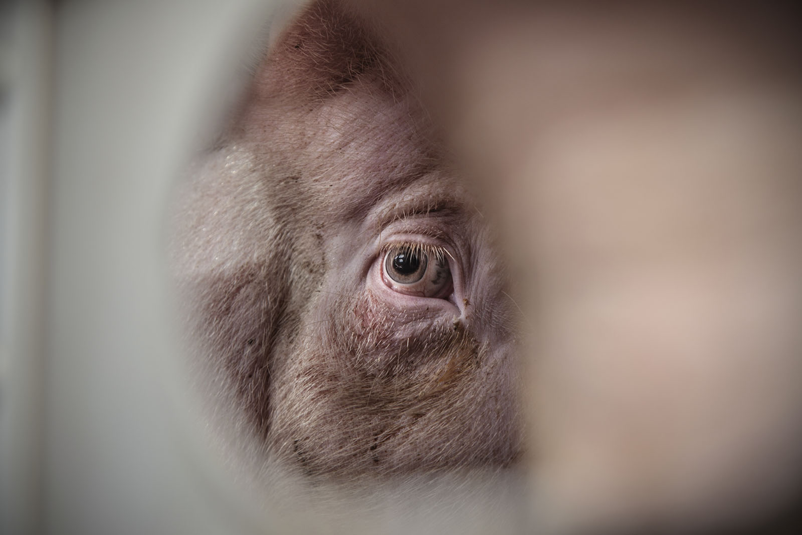 Photographer Exposes Animal Abuse and Suffering Worldwide | PetaPixel