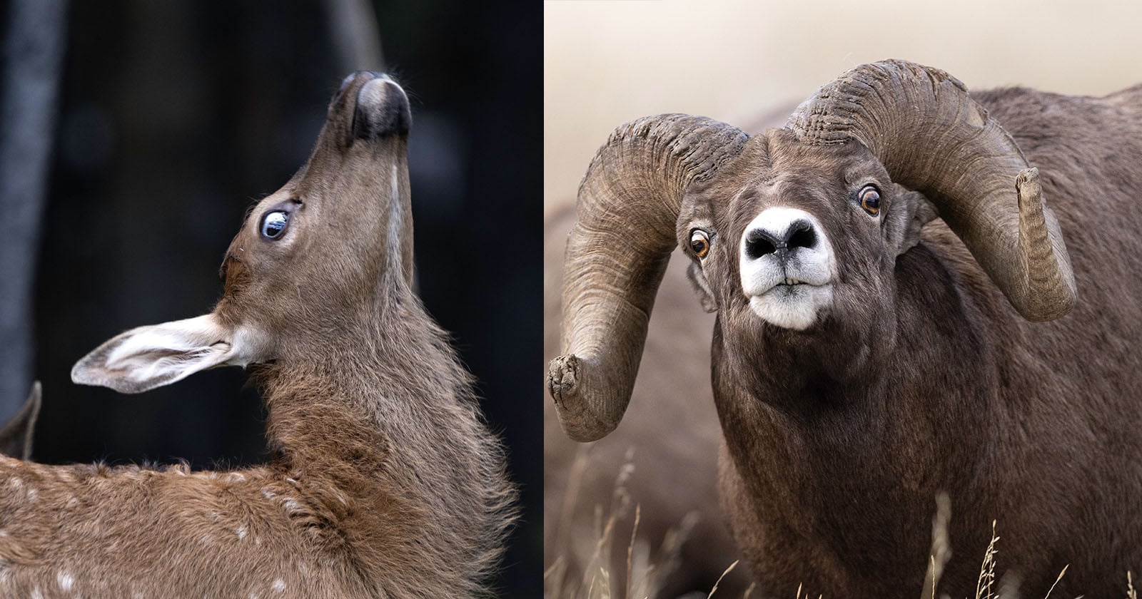 Photographer Shares Funny Side of Her Wildlife Photography | PetaPixel