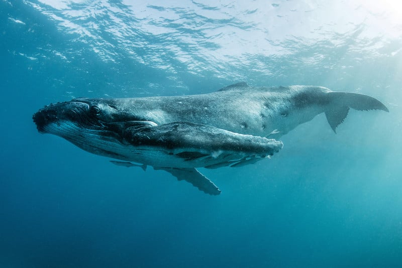 Whale Photographer Shows the Beauty of the Gentle Underwater Giants ...
