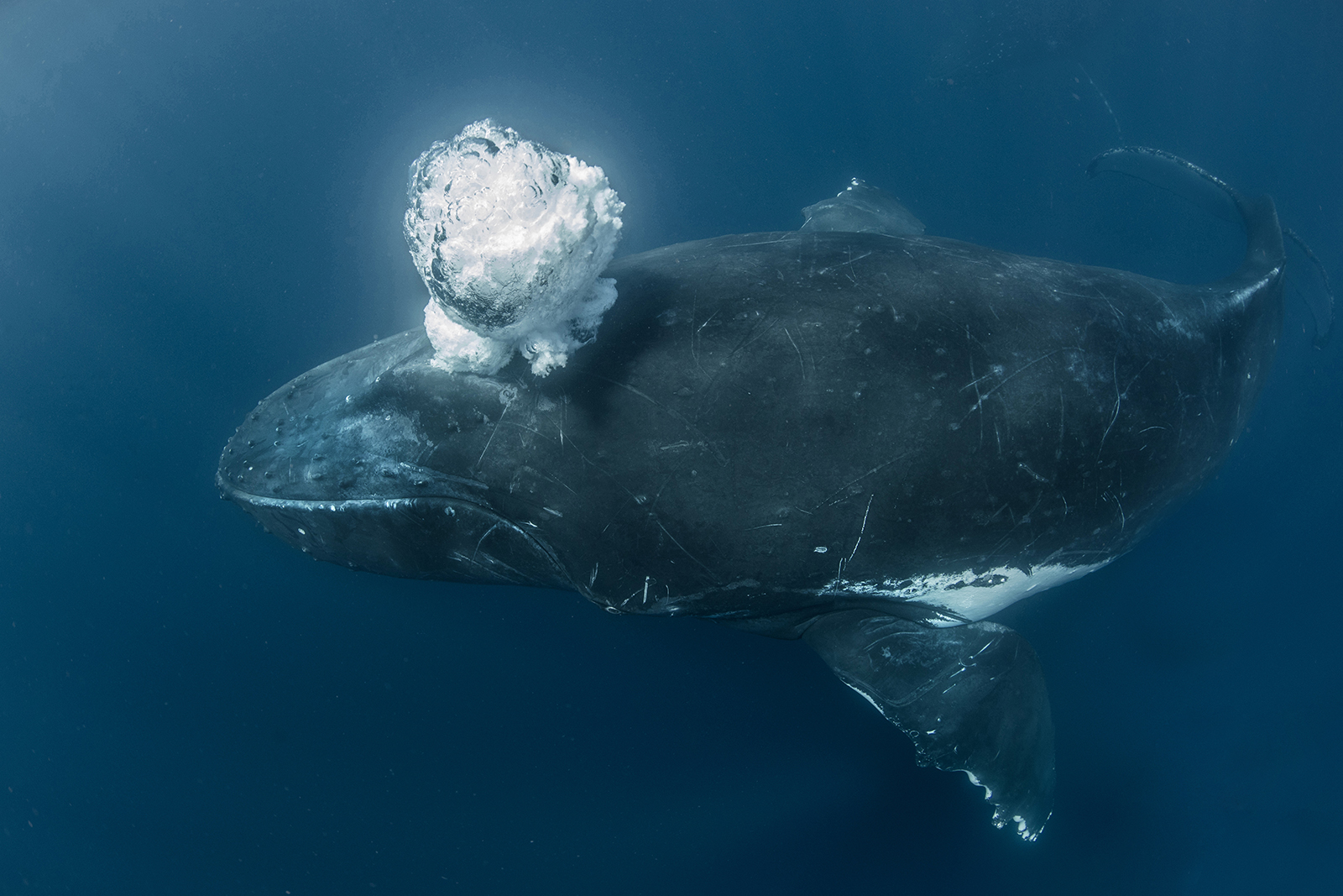 Whale Photographer Shows the Beauty of the Gentle Underwater Giants ...