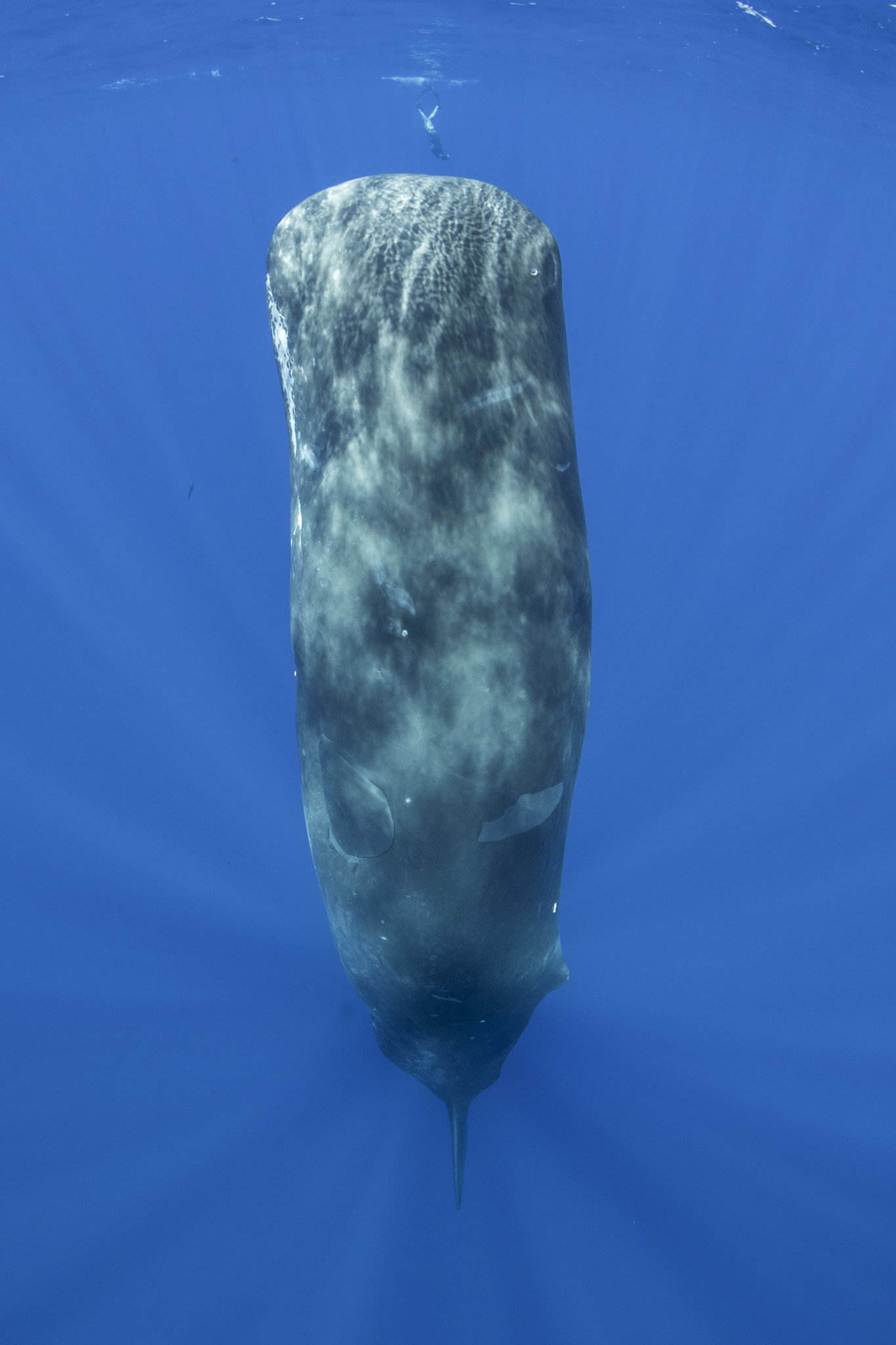 Whale Photographer Shows the Beauty of the Gentle Underwater Giants ...