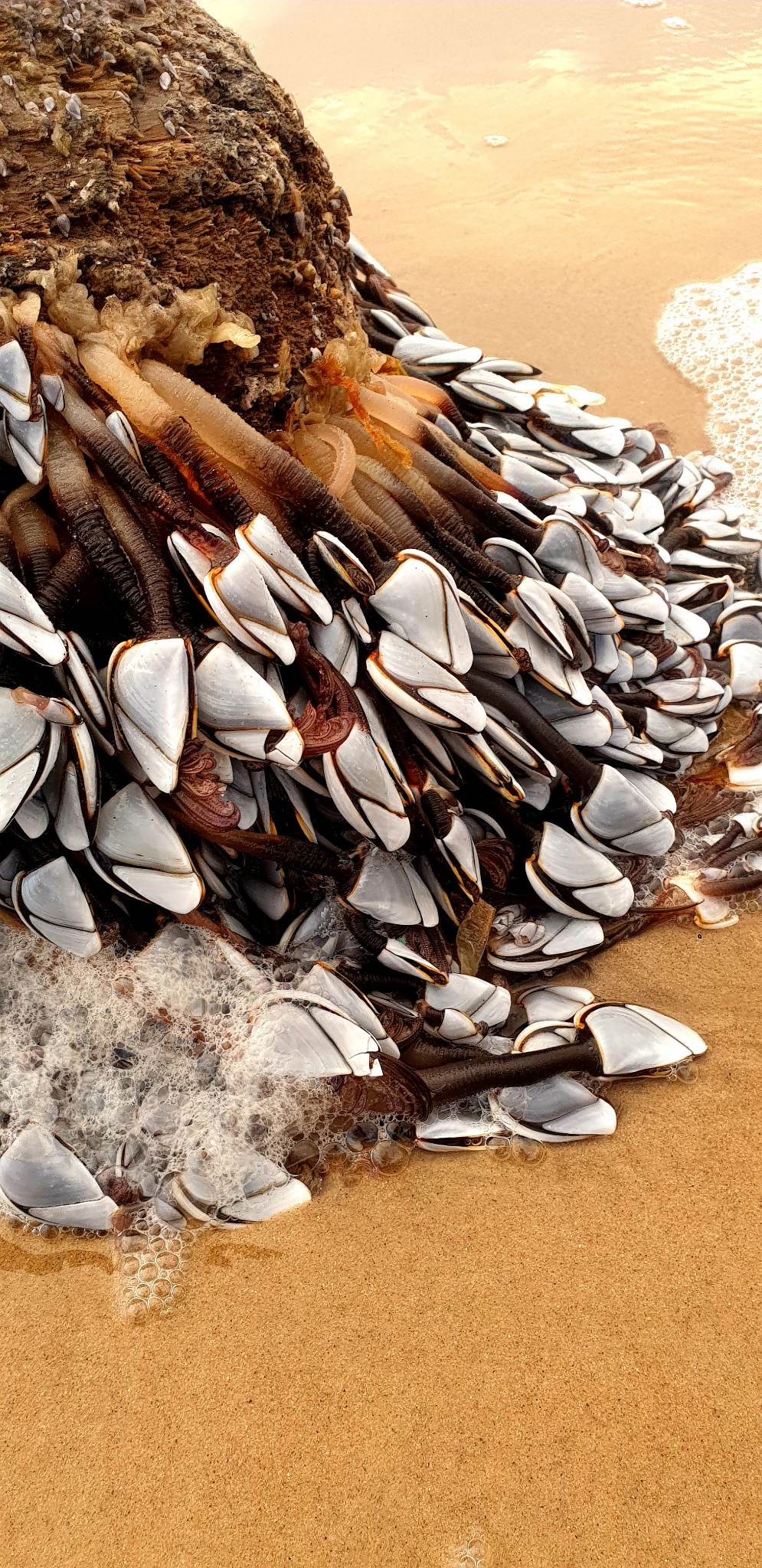Photographer Stumbles On Rare 'Alien-Like' Goose Barnacles on Beach ...