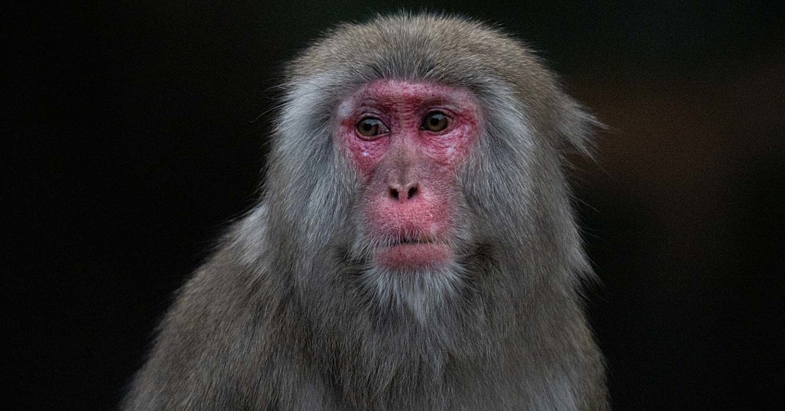 Hands-On with the Sigma 60-600mm f/4.5-6.3 Sports Lens: Lots to Like ...