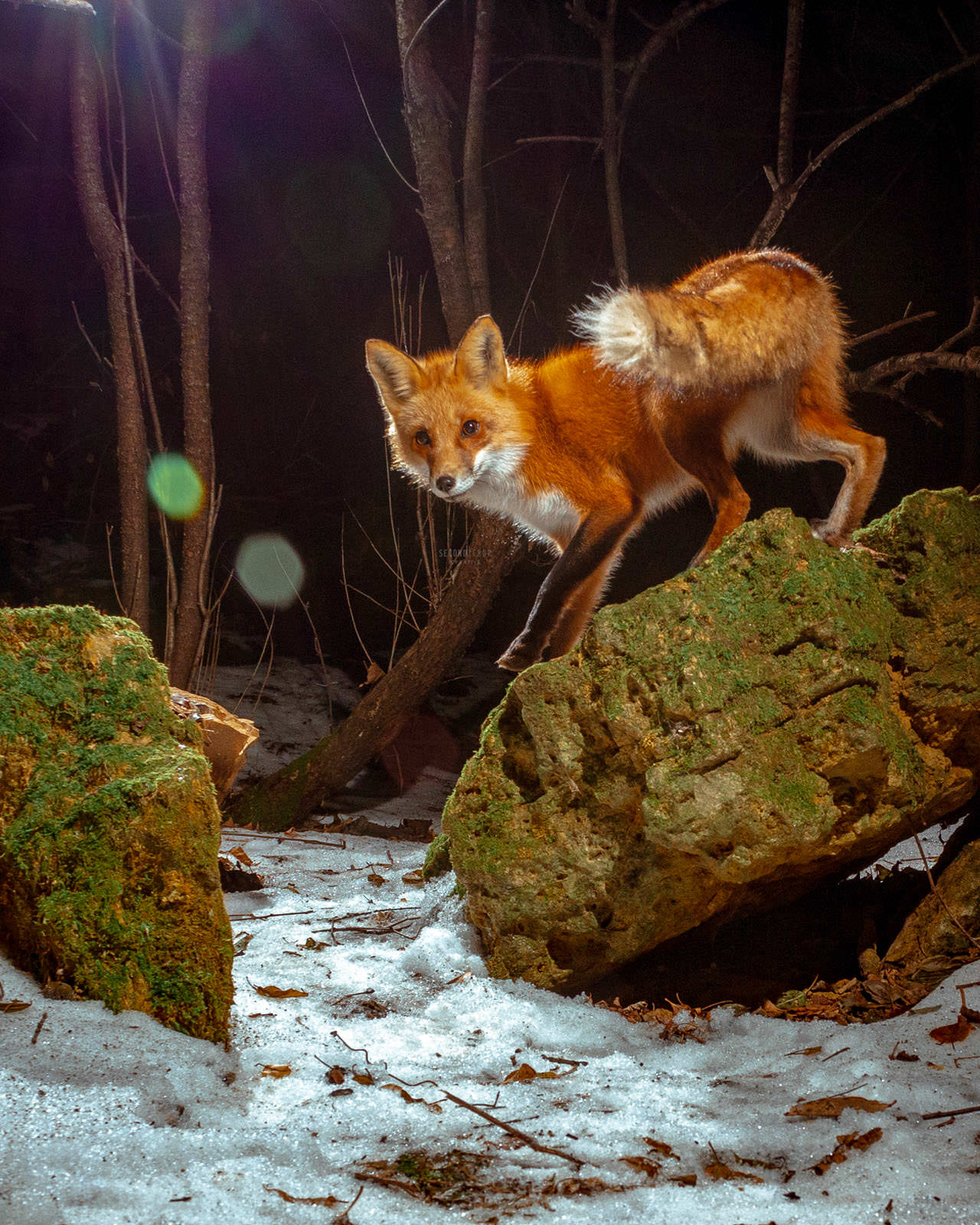 Photographer Captures Stunning Fox Photos with DIY Camera Trap | PetaPixel