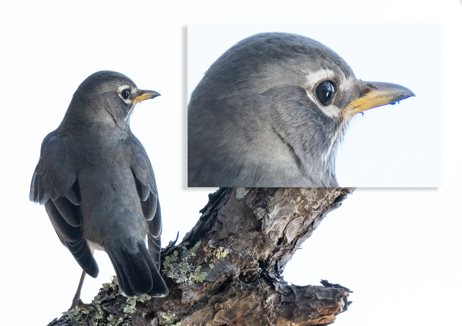 What is Chromatic Aberration? How to Deal with Color Fringing | PetaPixel