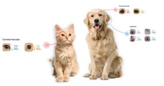 AI Can Diagnose Your Pet's Health Issues From Phone Photos | PetaPixel