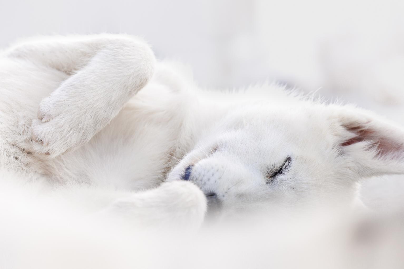 Rescue Dogs and Dozing Puppies: Winners of the Dog Photography Awards ...