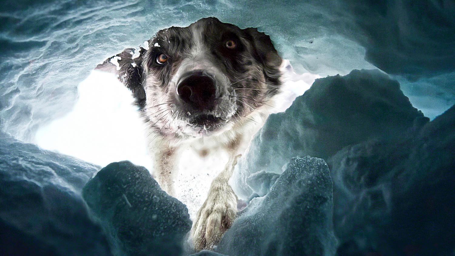 Rescue Dogs and Dozing Puppies: Winners of the Dog Photography Awards ...