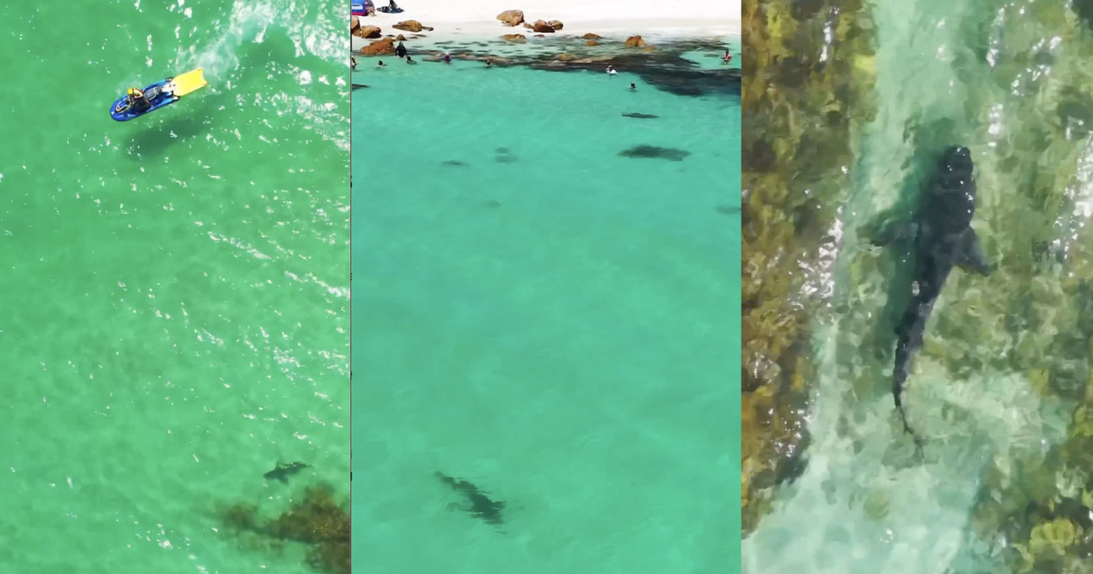 Drone Photographer Hailed as Hero for Warning Swimmers of Huge Shark ...