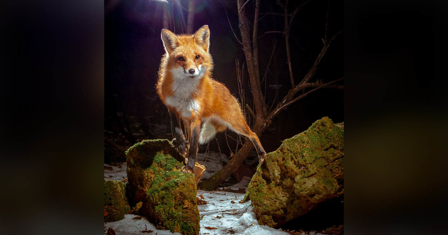 Photographer Captures Stunning Fox Photos with DIY Camera Trap | PetaPixel