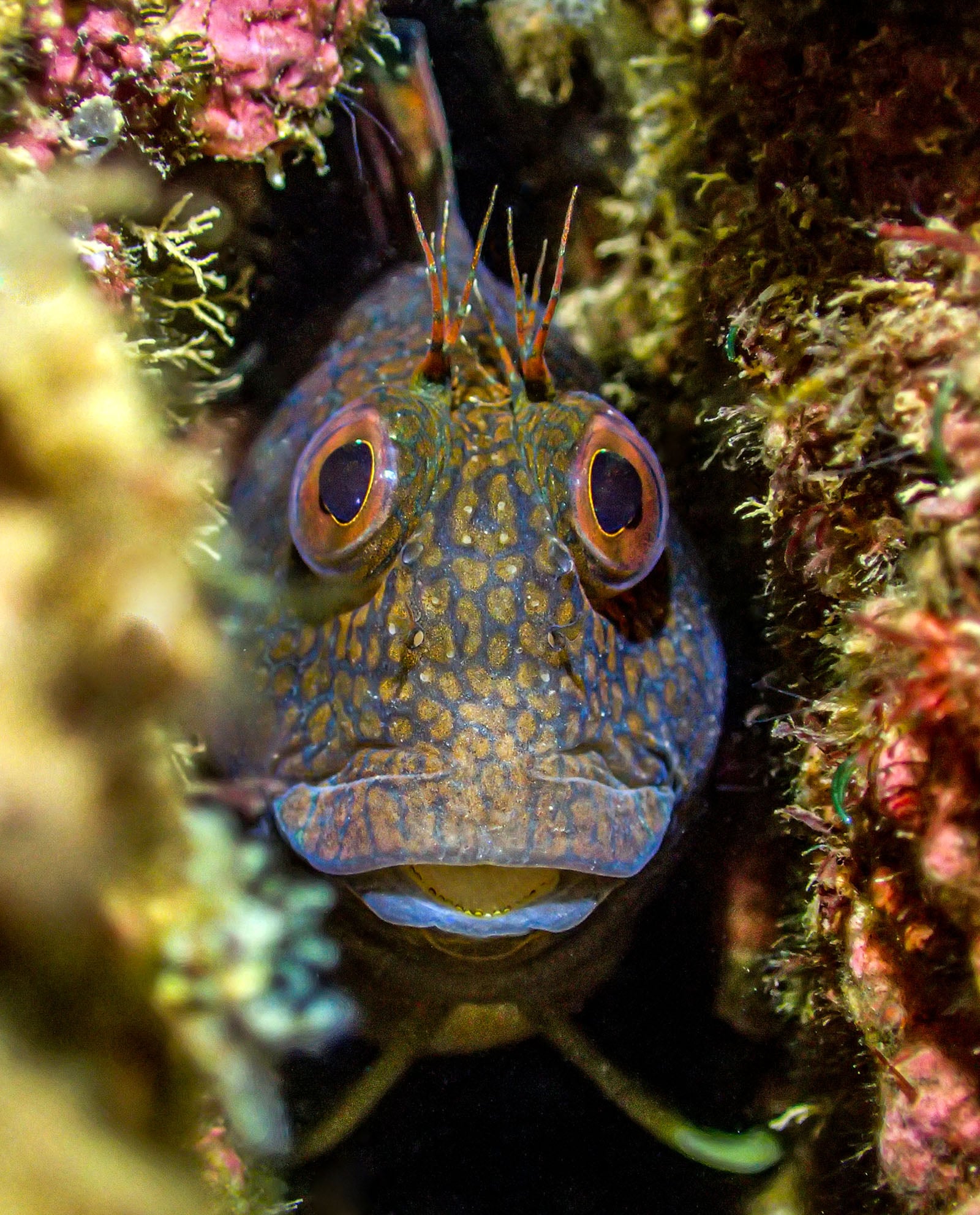 The Winners of the 2023 Underwater Photographer of the Year Competition ...