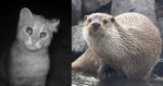 Rare Photos of Thriving Wildlife in the DMZ Between North and South ...