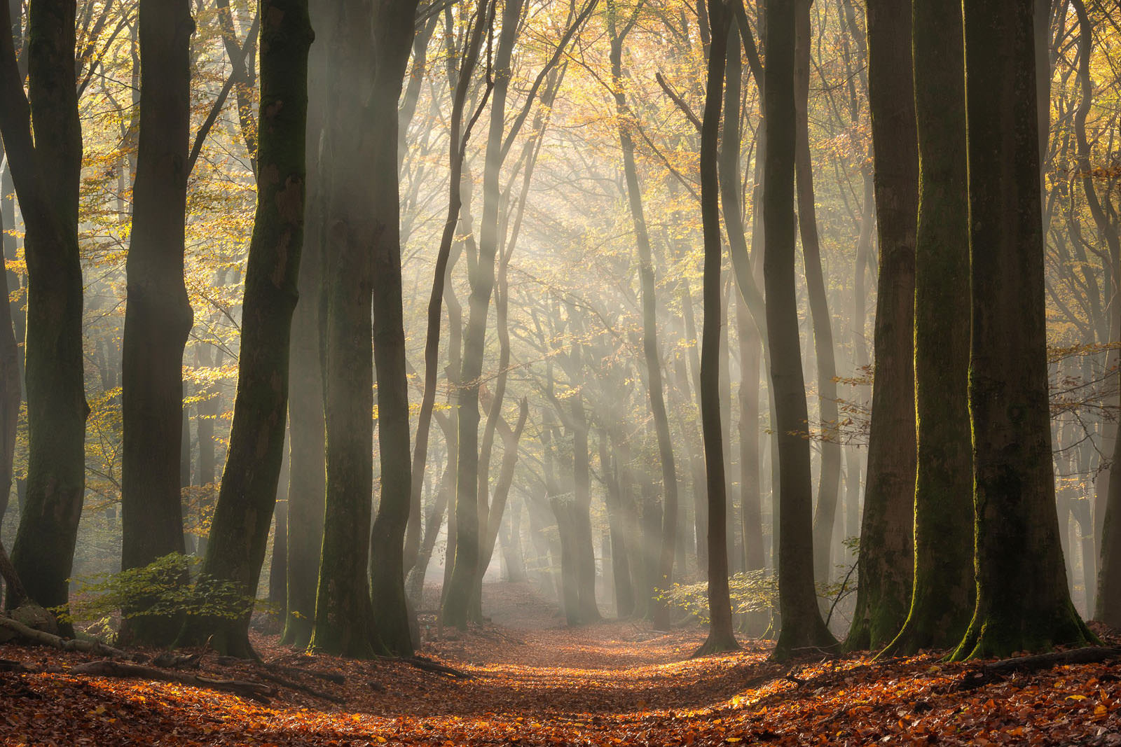 How to Photograph Sun Rays in a Forest | PetaPixel
