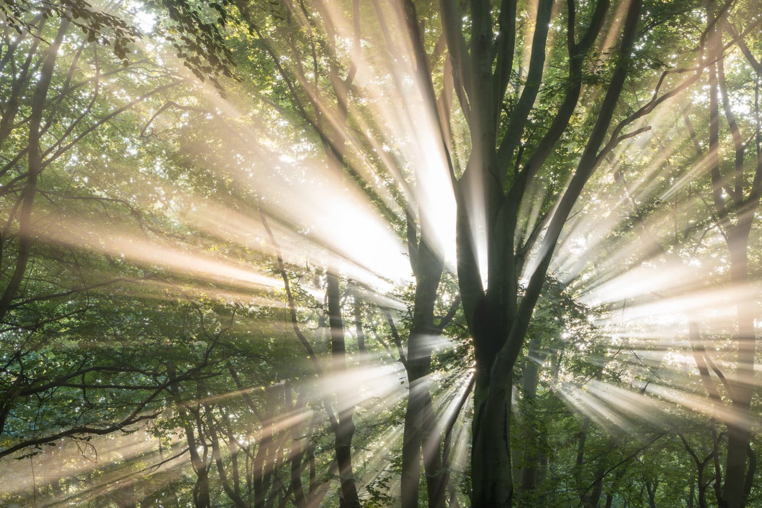 How to Photograph Sun Rays in a Forest | PetaPixel