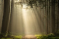 How to Photograph Sun Rays in a Forest | PetaPixel