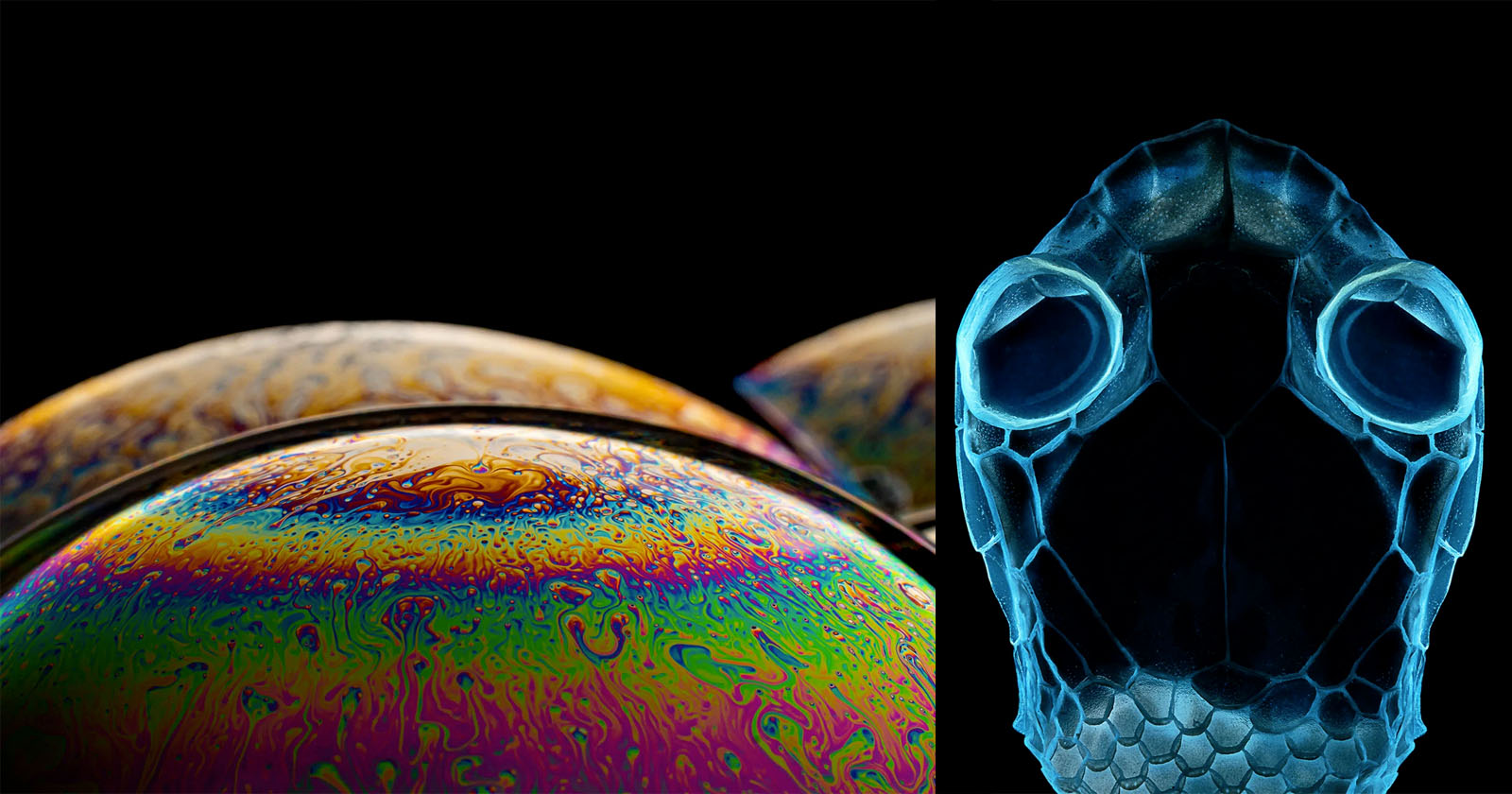 The Winners of the Inaugural Woman Science Photographer of the Year ...