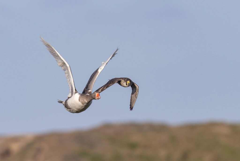 Photographer Catches Falcon Hitching a Ride on a Goose | PetaPixel