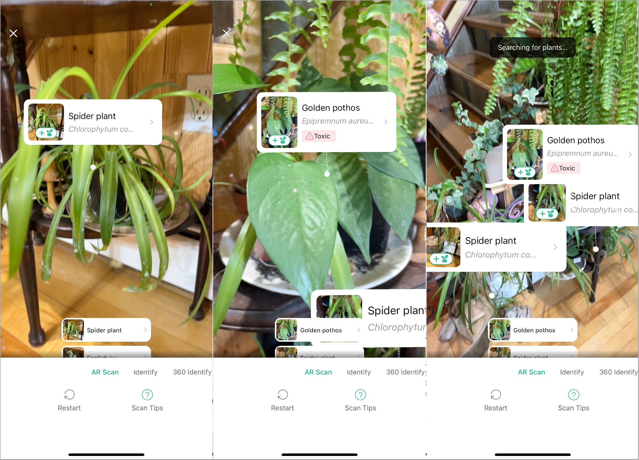 PictureThis: The Best Plant Identifier Camera App | PetaPixel