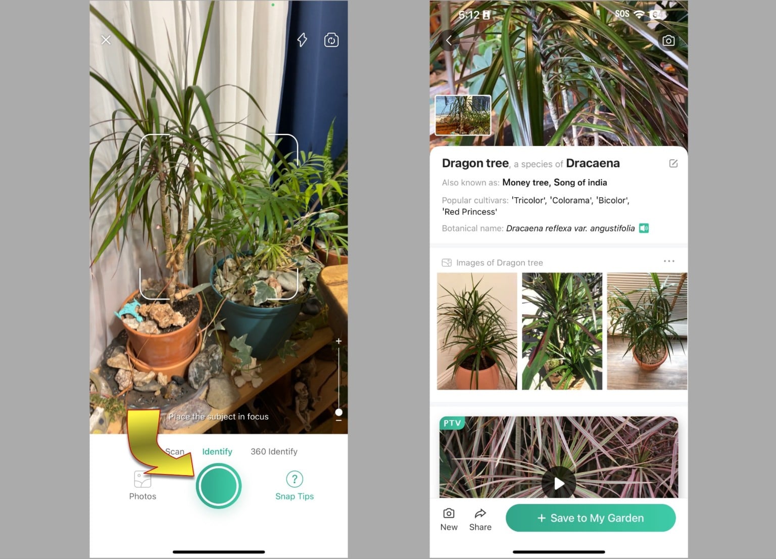 PictureThis: The Best Plant Identifier Camera App | PetaPixel
