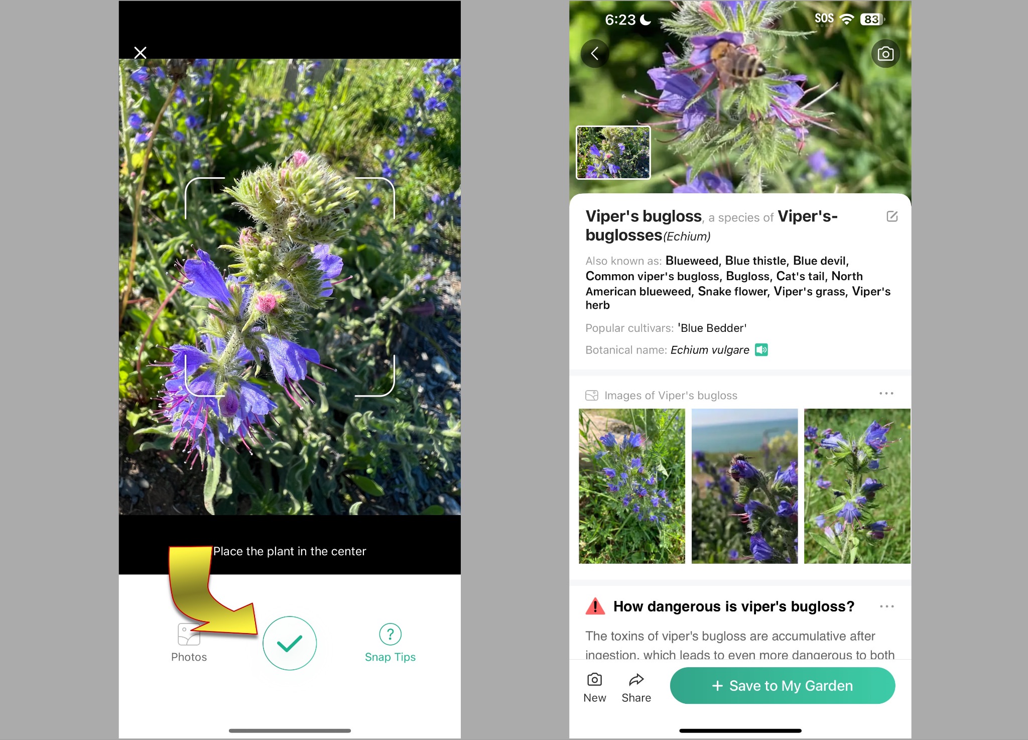 PictureThis: The Best Plant Identifier Camera App | PetaPixel