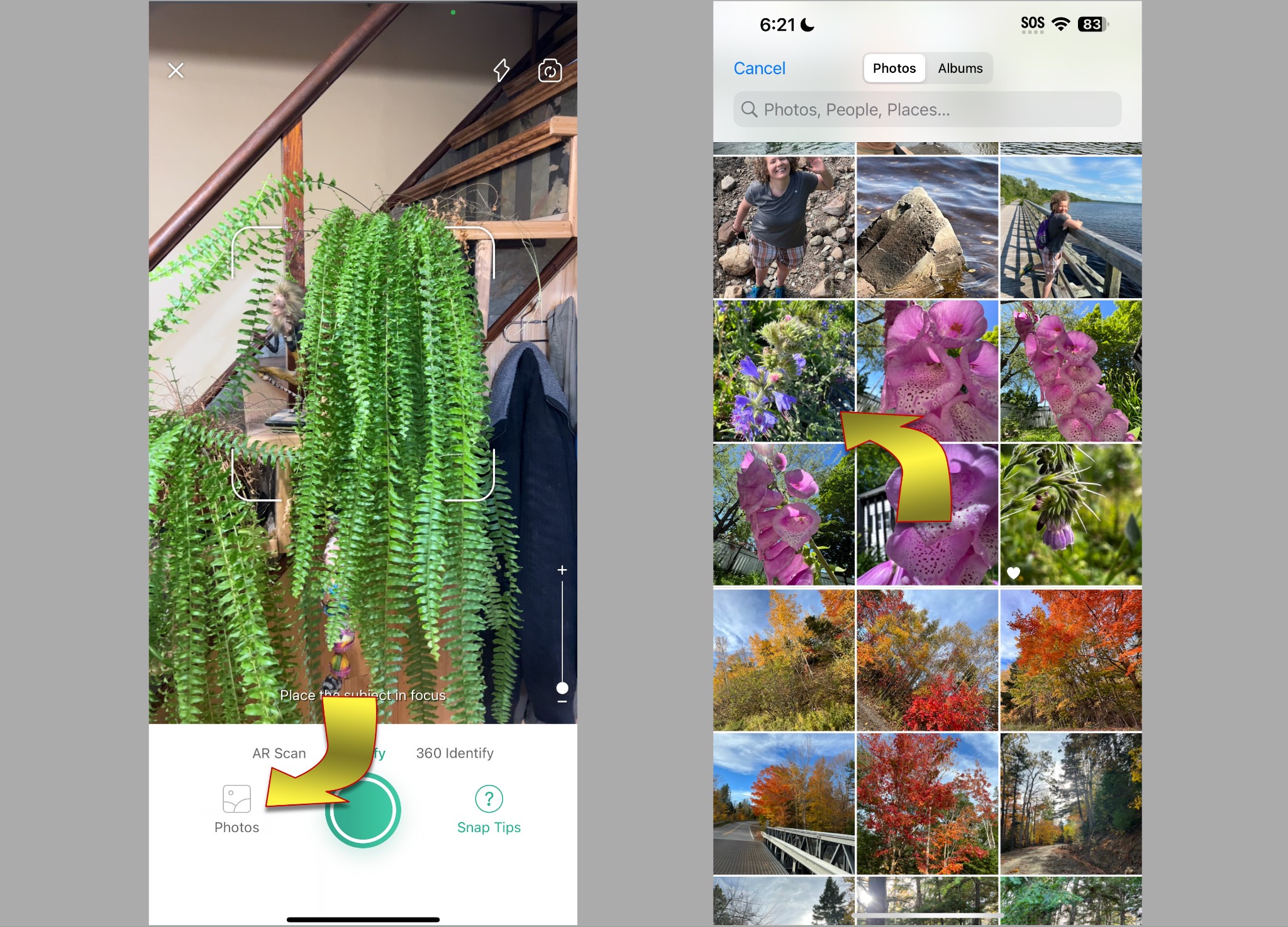 PictureThis: The Best Plant Identifier Camera App | PetaPixel