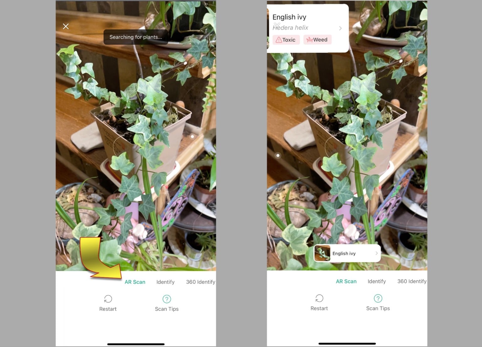 PictureThis: The Best Plant Identifier Camera App | PetaPixel