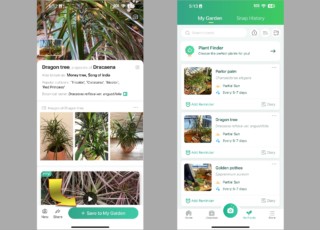 PictureThis: The Best Plant Identifier Camera App | PetaPixel