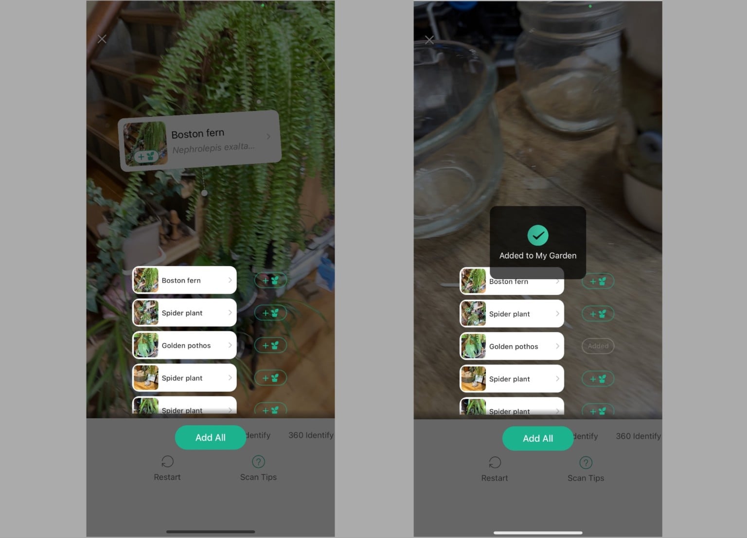 PictureThis: The Best Plant Identifier Camera App | PetaPixel