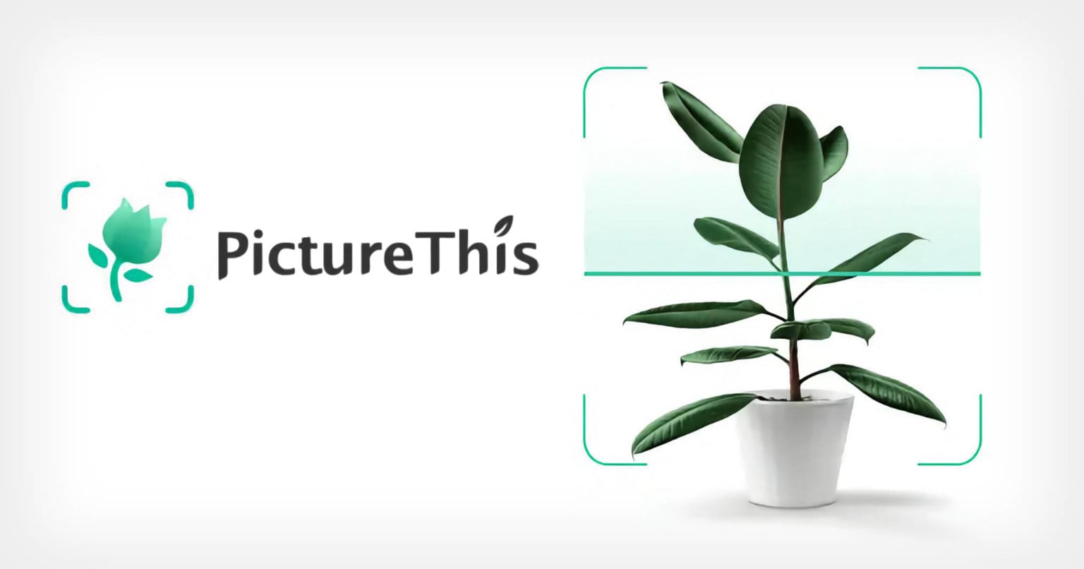 PictureThis: The Best Plant Identifier Camera App | PetaPixel
