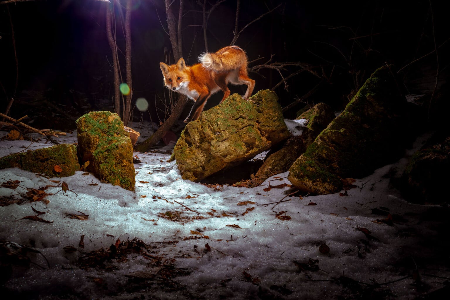 How to Build a DIY Camera Trap for Amazing Wildlife Photography | PetaPixel