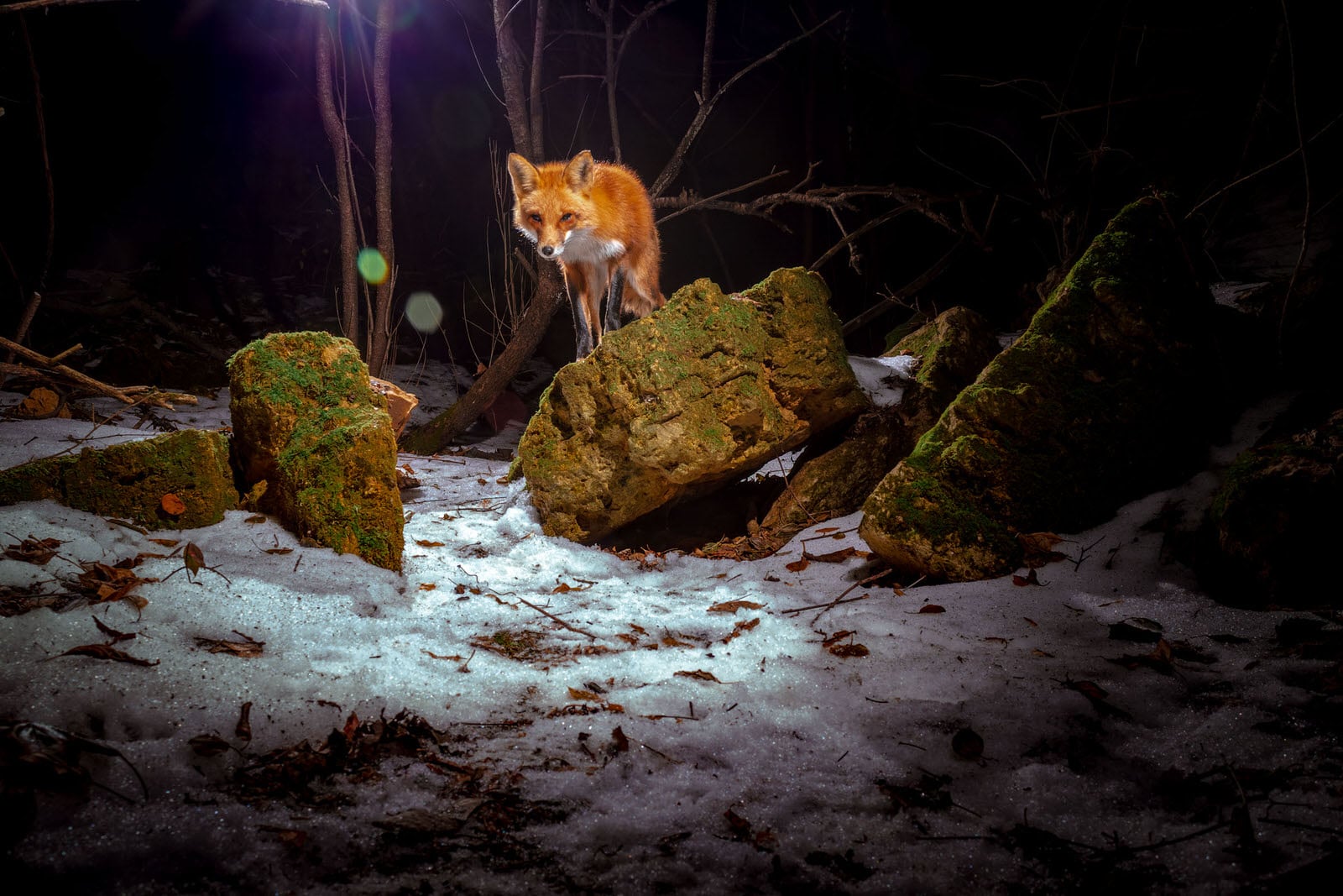 How to Build a DIY Camera Trap for Amazing Wildlife Photography | PetaPixel