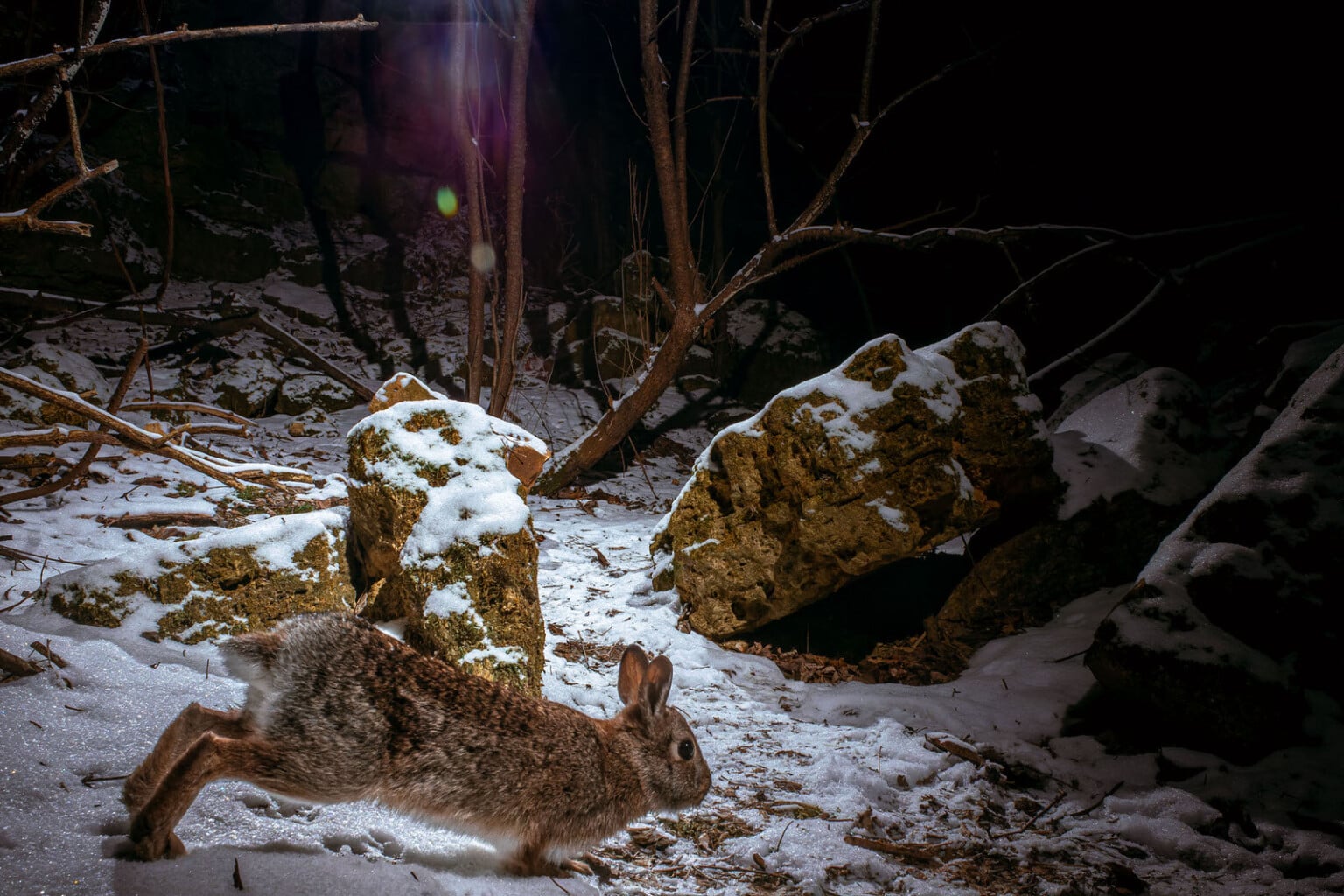 How to Build a DIY Camera Trap for Amazing Wildlife Photography | PetaPixel