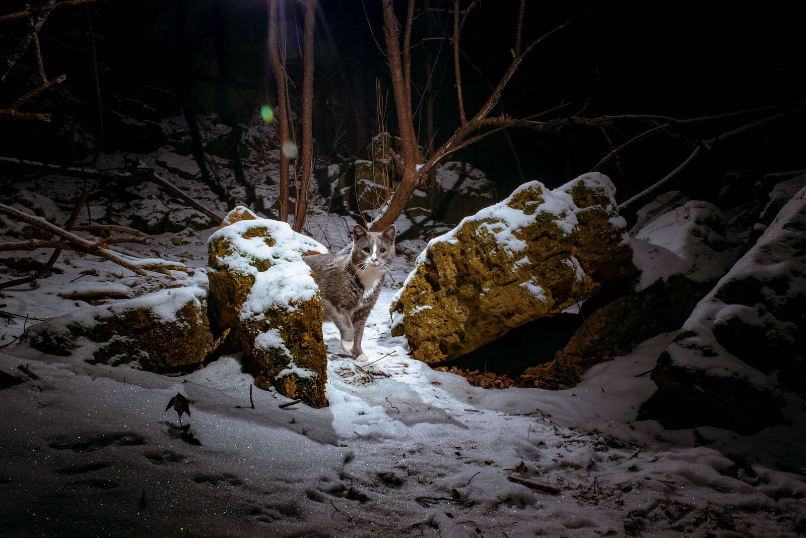 How to Build a DIY Camera Trap for Amazing Wildlife Photography | PetaPixel