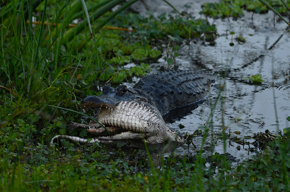 Photographer Captures Cannibal Alligator Eating Another Gator | PetaPixel