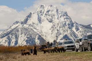 Grizzly 399: Where to Photograph the World's Most Famous Bear | PetaPixel